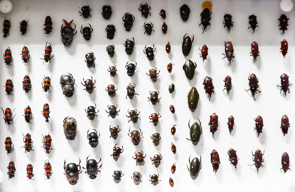 Crop Protection | Kumaraguru Institute of Agriculture