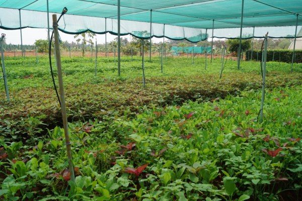 Department of Horticulture | Kumaraguru Institute of Agriculture